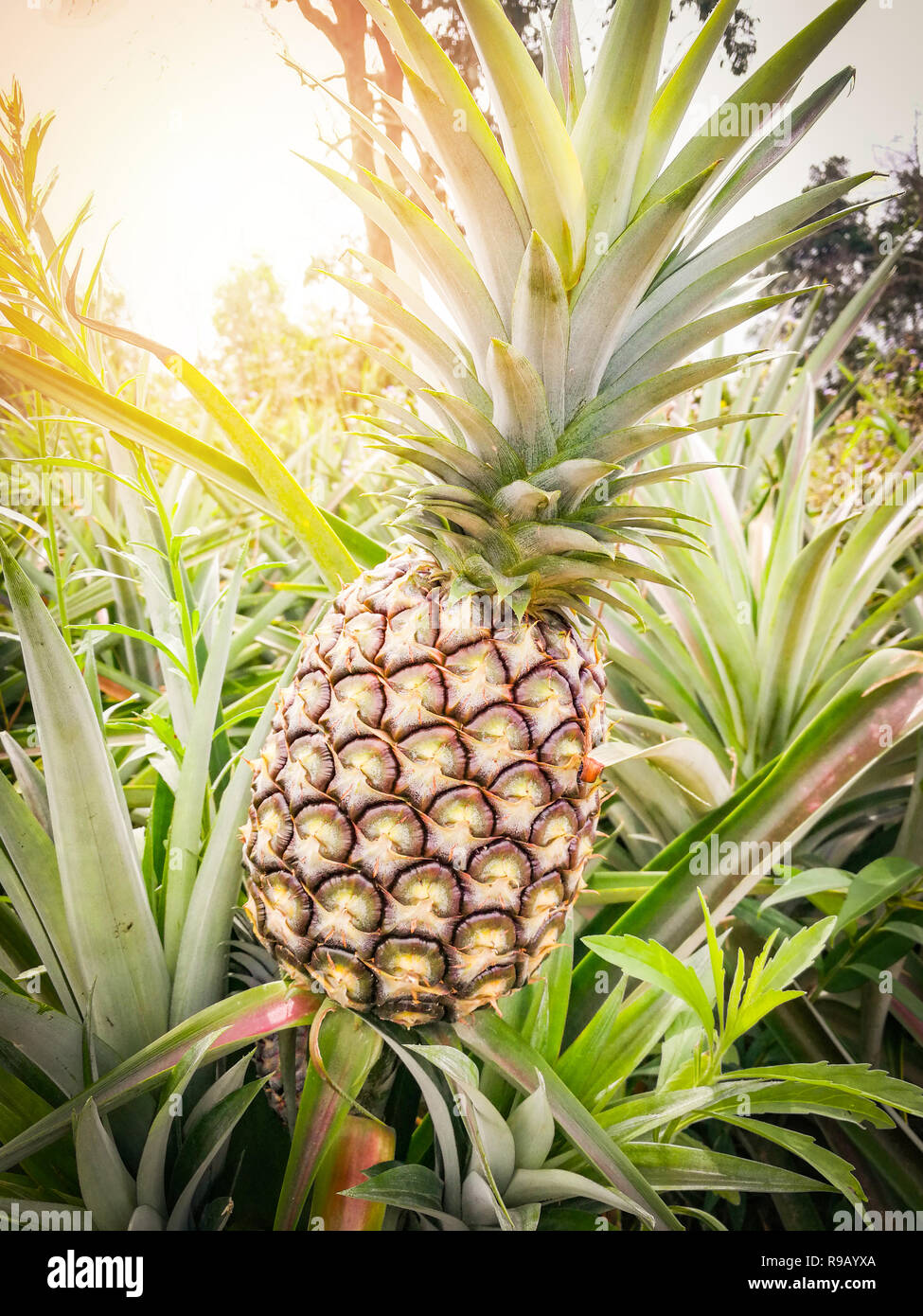 Pineapple field / fresh pineapple in farm organic fruit garden ...
