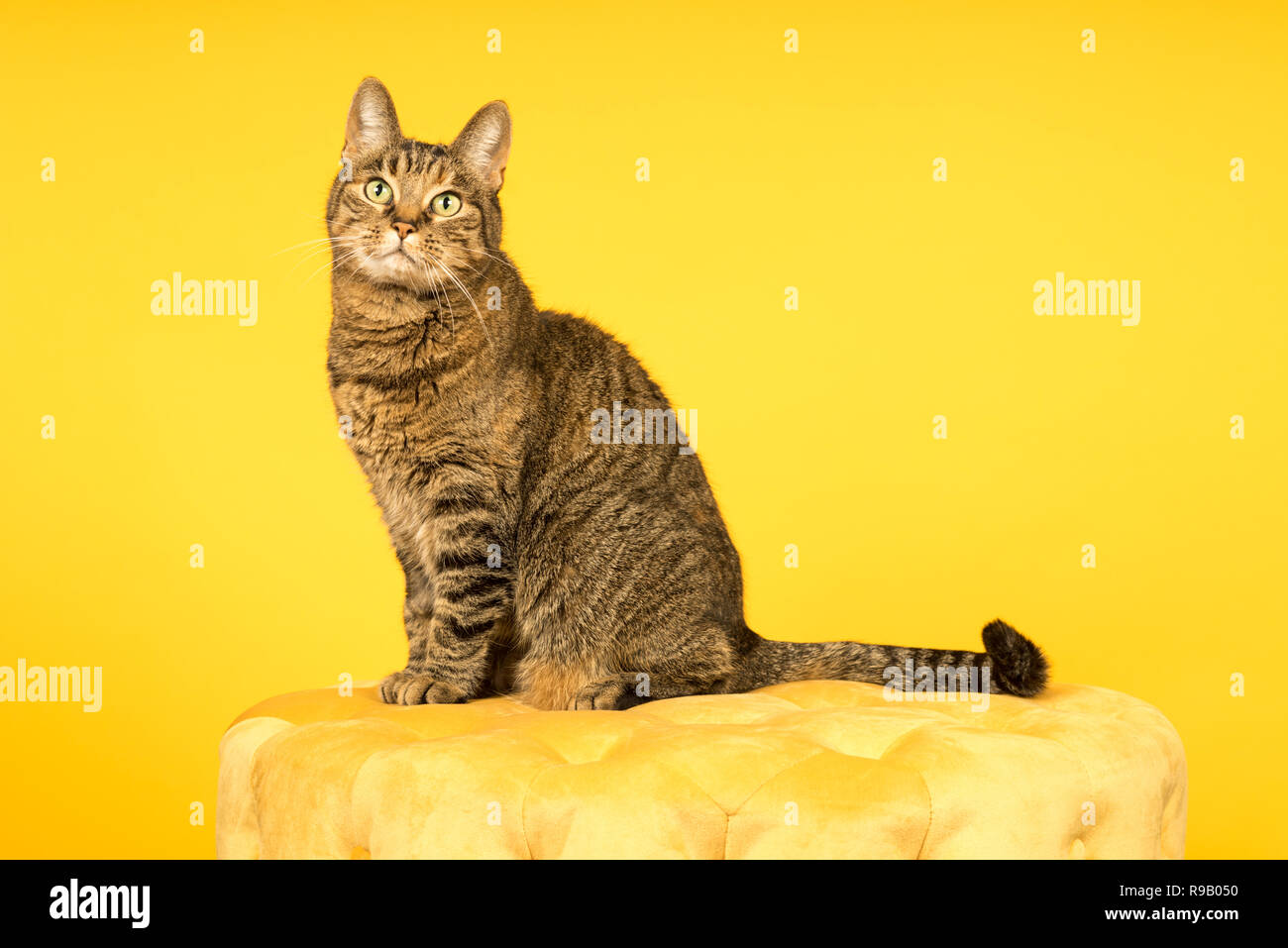 Tabby cat tail hi-res stock photography and images - Alamy