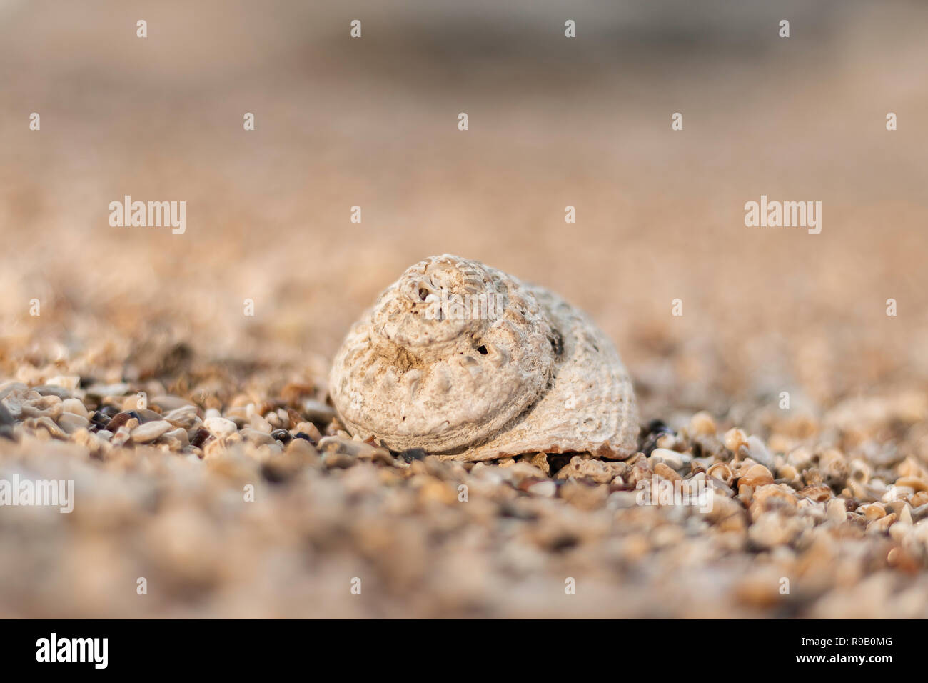 Crab shell texture hi-res stock photography and images - Alamy