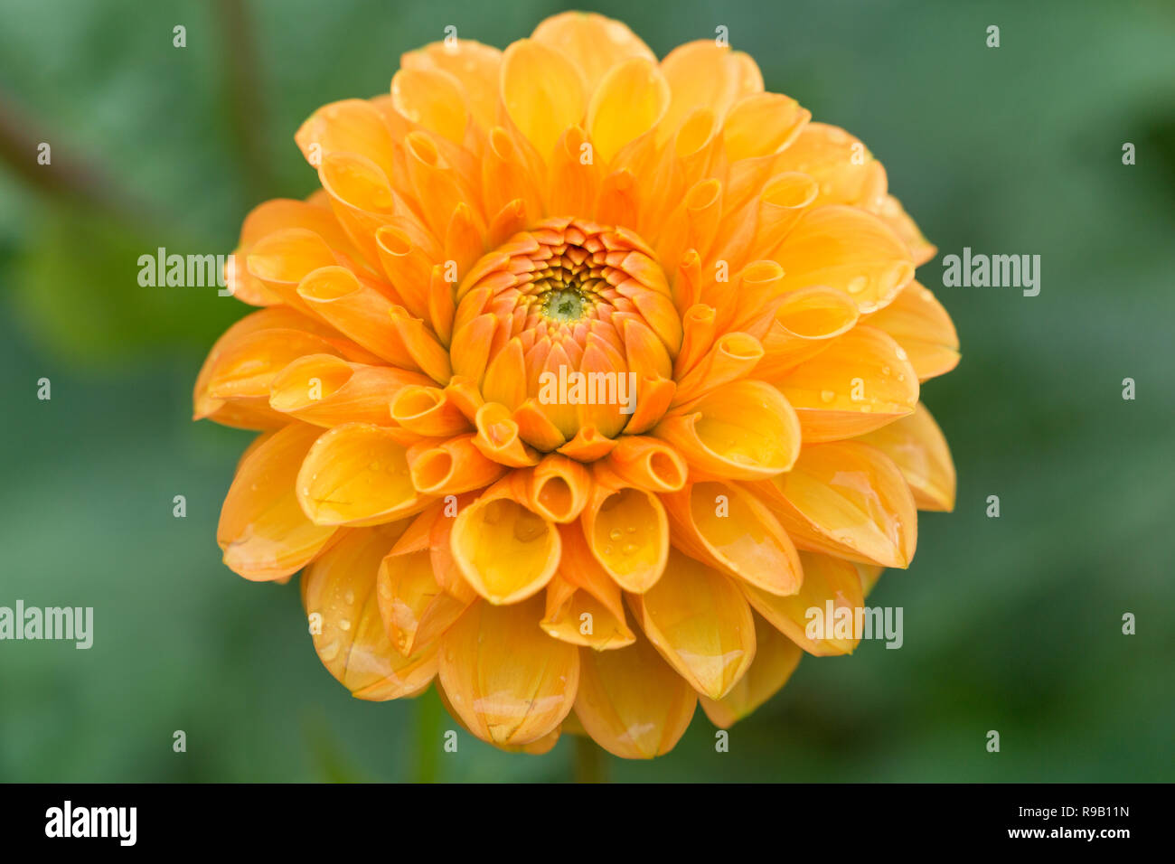 Pompon blooms hi-res stock photography and images - Alamy