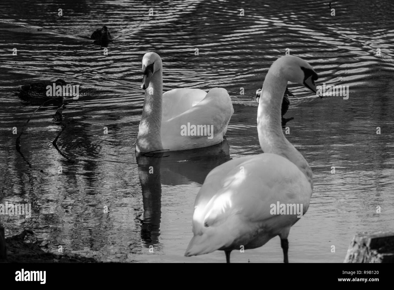 Wings without feathers Black and White Stock Photos & Images - Alamy