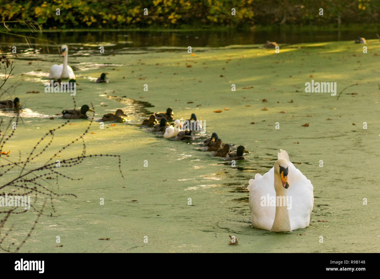 Follow the leader - Ducks form an orderly queue behind a white Swan ...