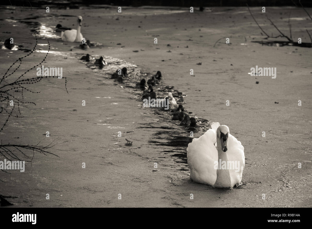 Follow the leader - Ducks form an orderly queue behind a white Swan ...