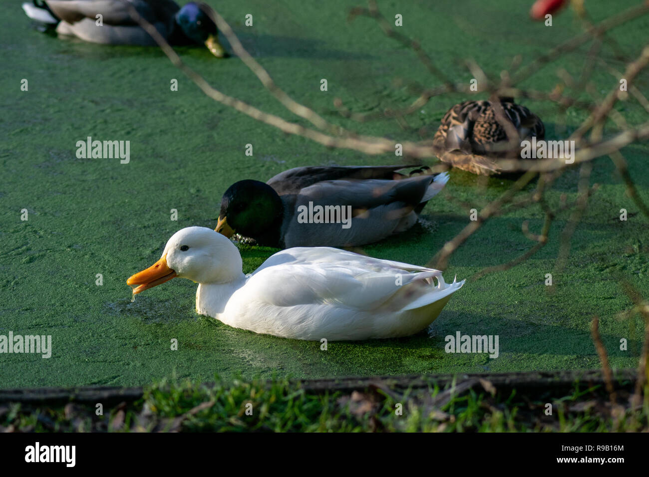 An odd duck hi-res stock photography and images - Alamy