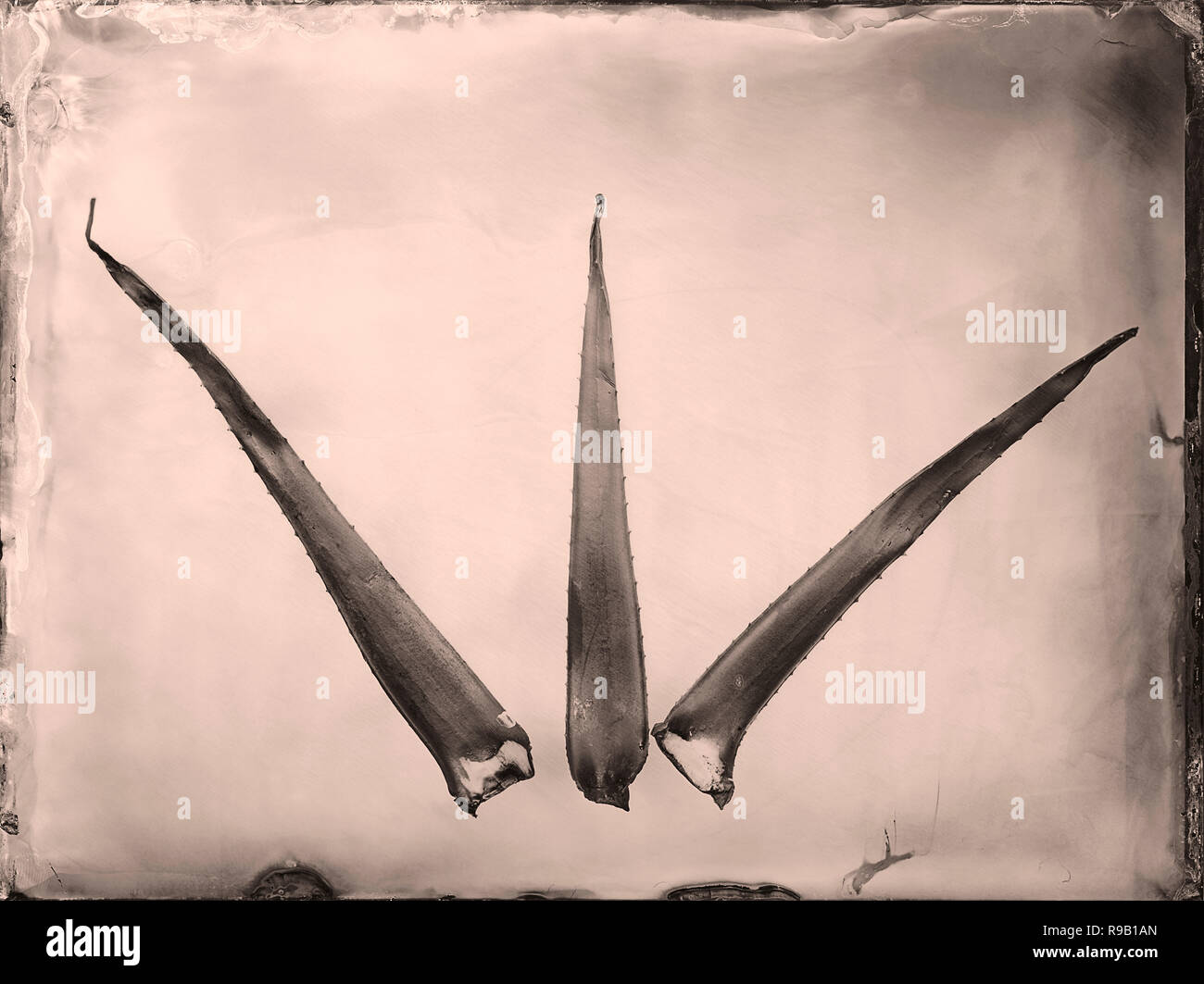 Collodion hi-res stock photography and images - Alamy