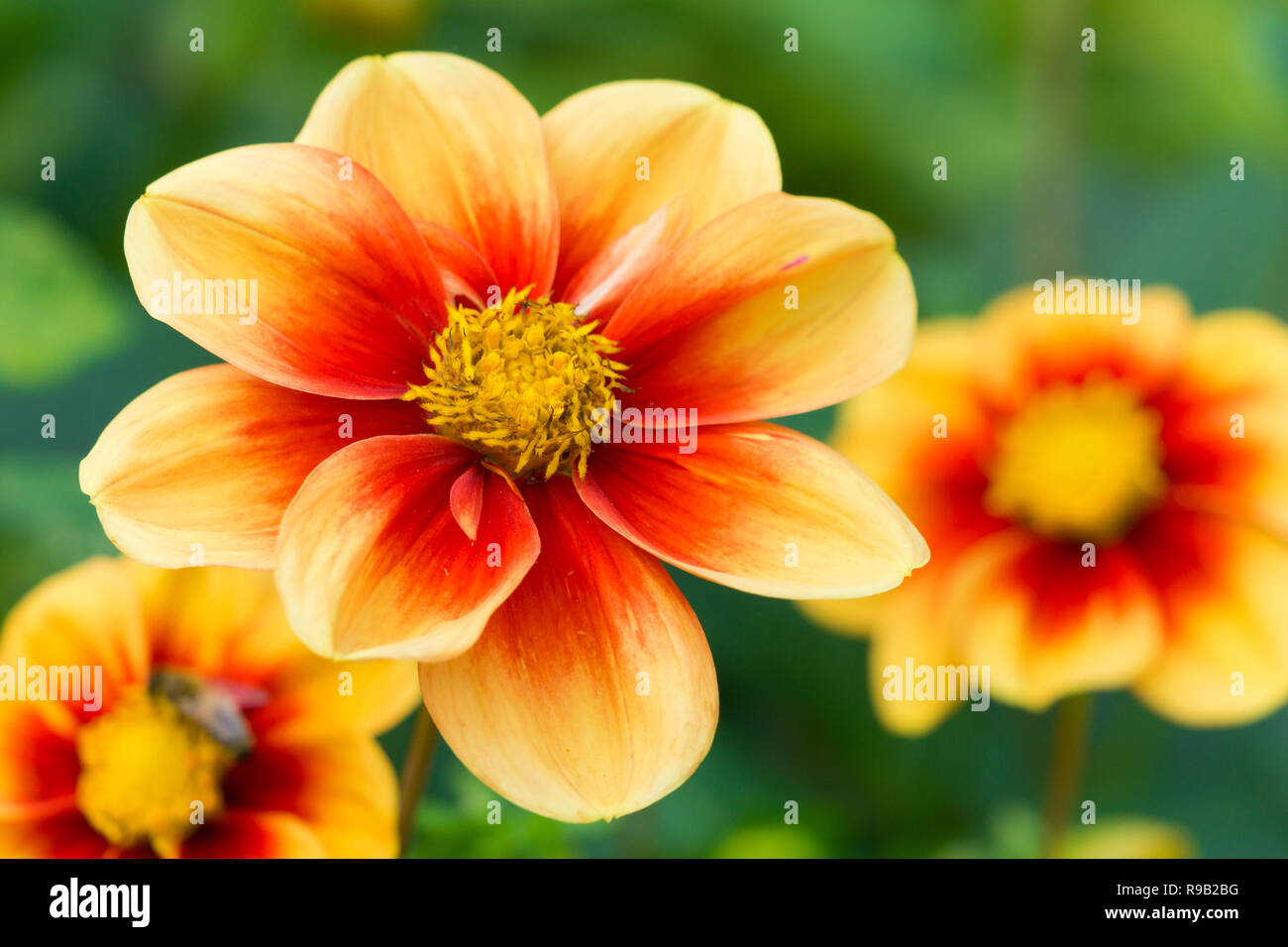 Close-up of a beautiful Red and Yellow colored flowering Collarette ...
