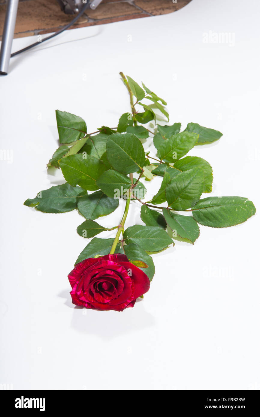 One tiger striped red spotted rose on white isolate background Stock ...