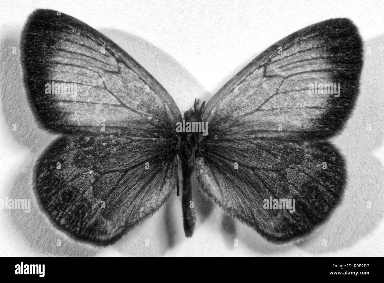 Butterflies of russia Black and White Stock Photos & Images - Alamy