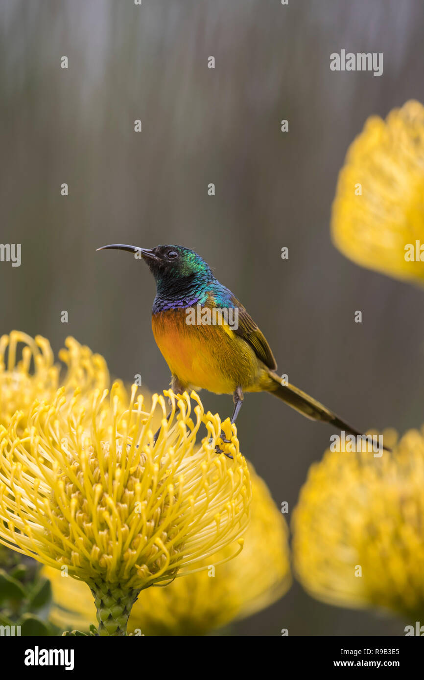 Orange-breasted sunbird (Anthobaphes violacea) on pincushion 'yellow ...