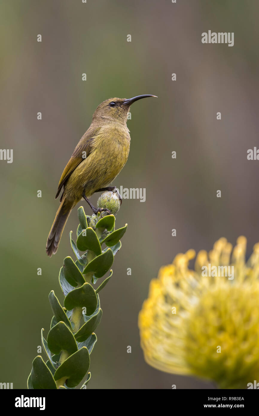 Orange breasted sunbird anthobaphes violacea hi-res stock photography ...