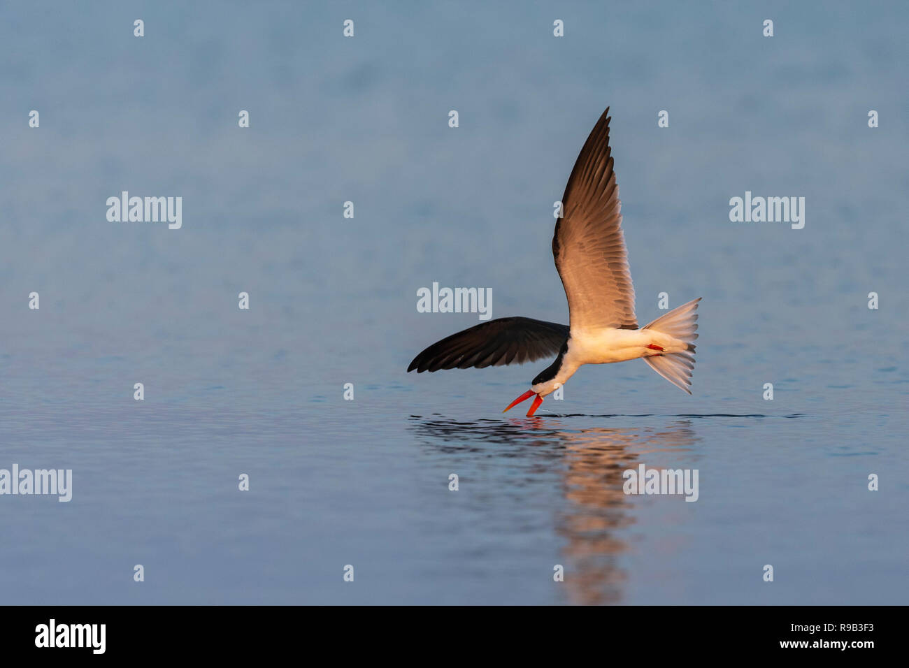 African skimmer (Rynchops flavirostris) fishing, Chobe river, Botswana ...