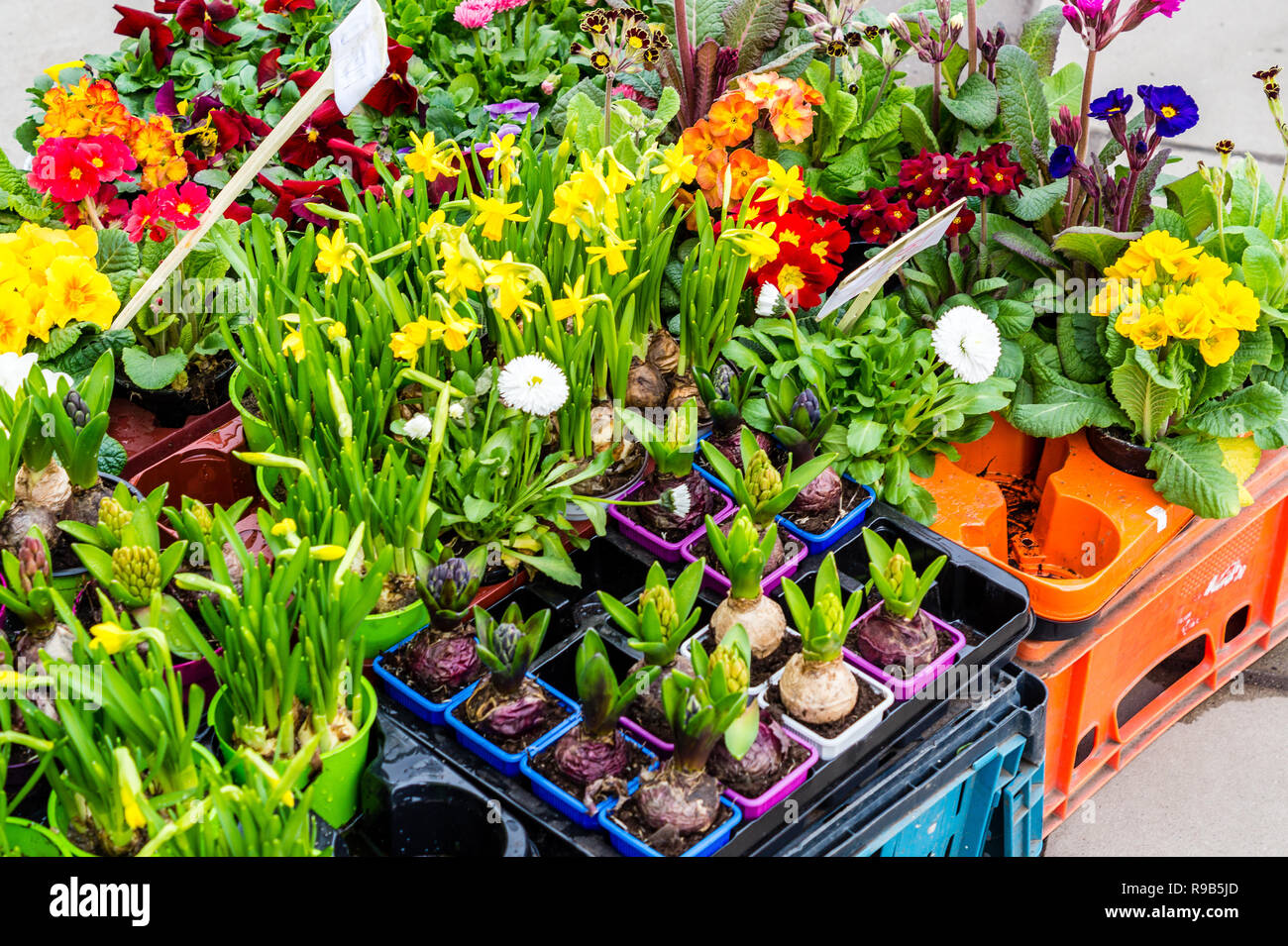 Spring garden pansy primula hi-res stock photography and images - Alamy
