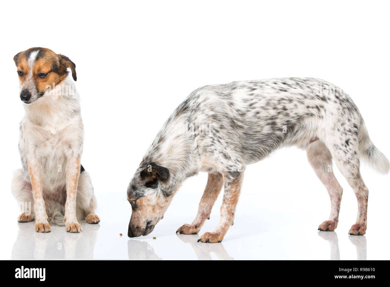 Mixed breed dogs isolated on white Stock Photo - Alamy