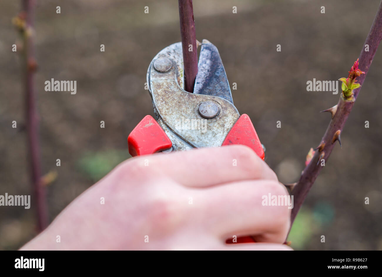 Garden shears spring Stock Photo - Alamy