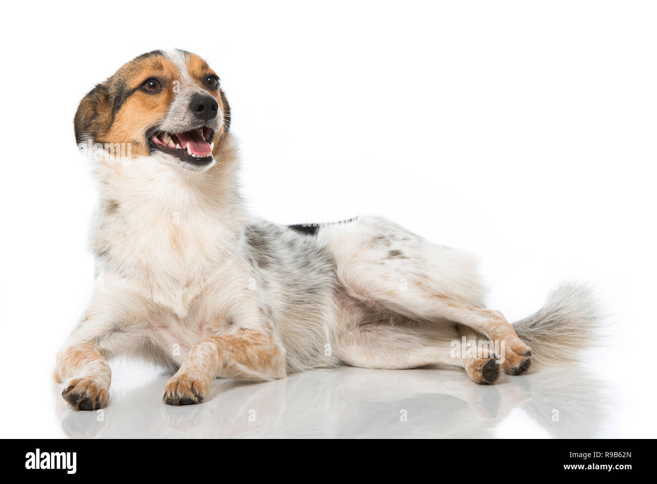 Mixed breed dog isolated on white Stock Photo - Alamy