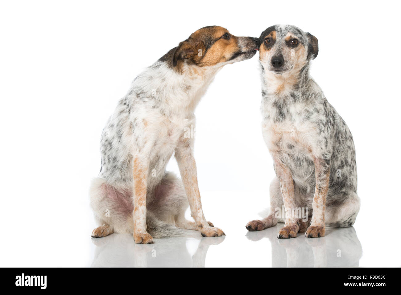 Mixed breed dogs isolated on white Stock Photo - Alamy