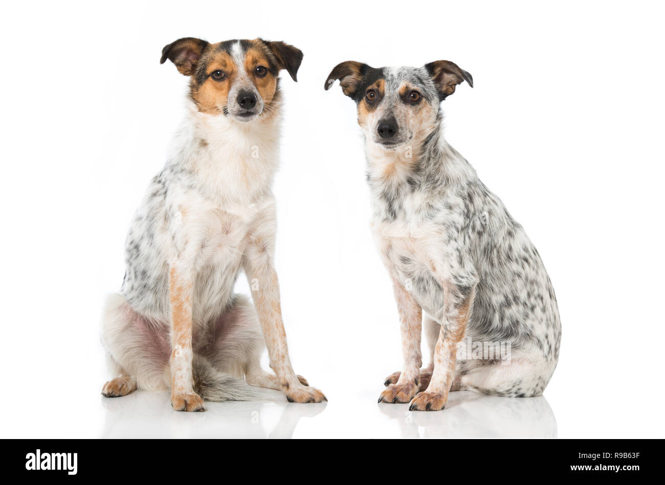 Mixed breed dogs isolated on white Stock Photo - Alamy
