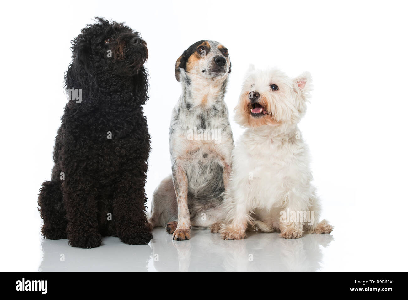 Three dogs isolated on white Stock Photo - Alamy