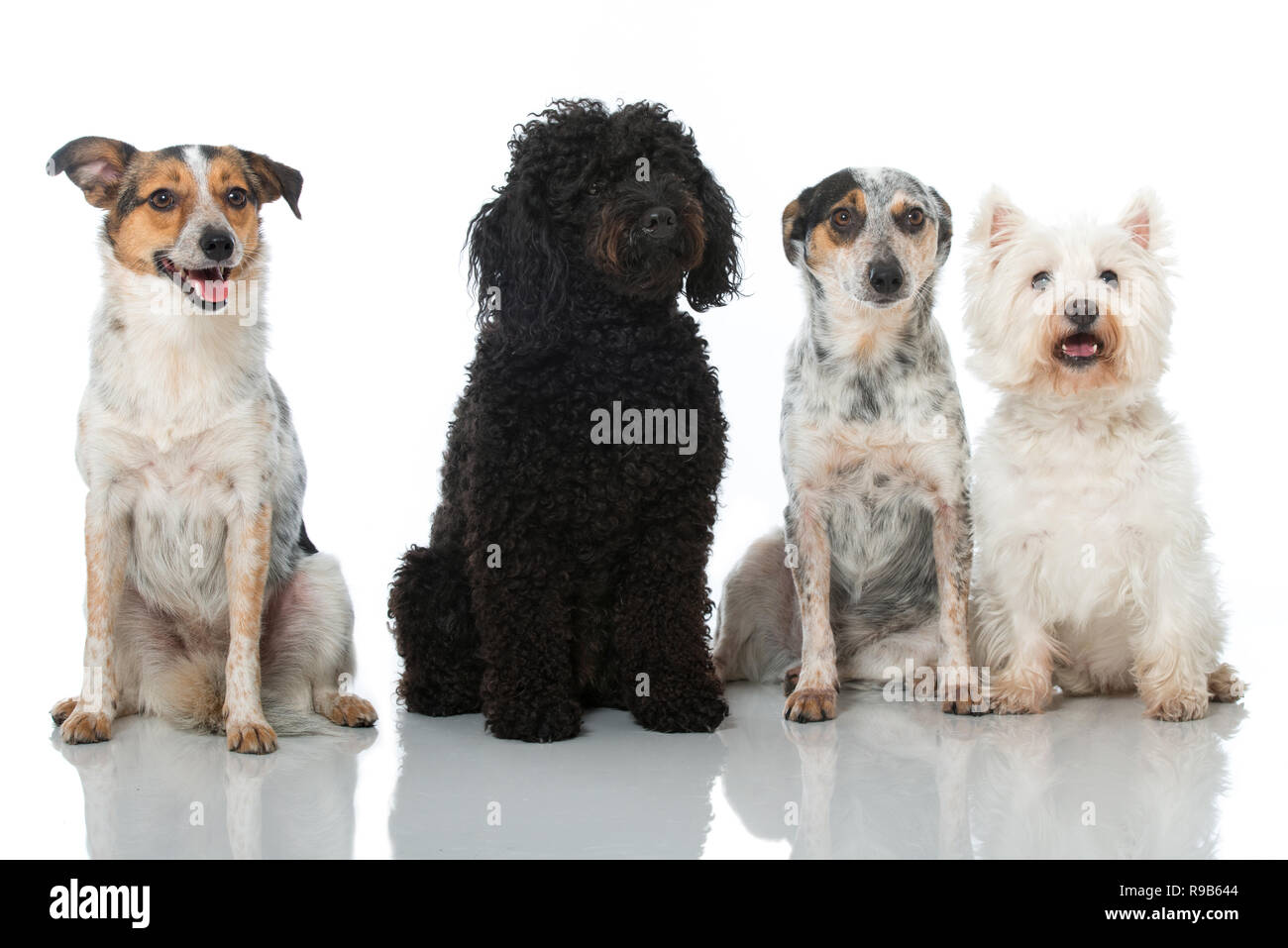 Four dogs isolated on white Stock Photo - Alamy