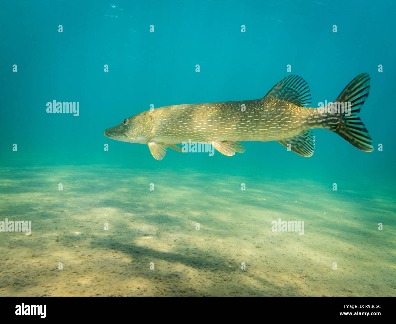 Northern pike underwater hi-res stock photography and images - Alamy