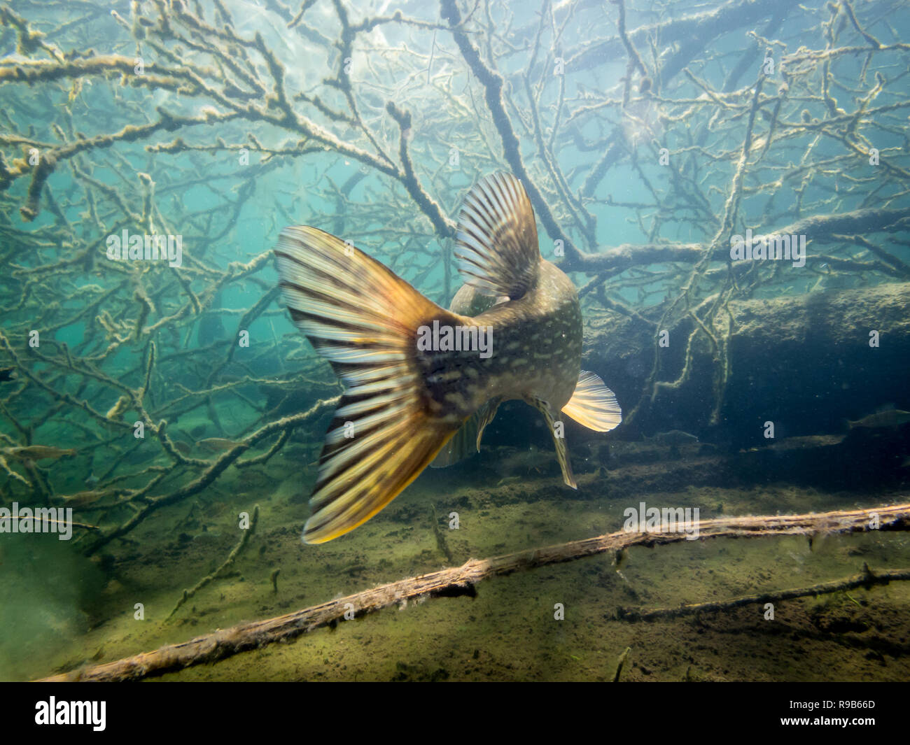 Northern pike underwater hi-res stock photography and images - Alamy