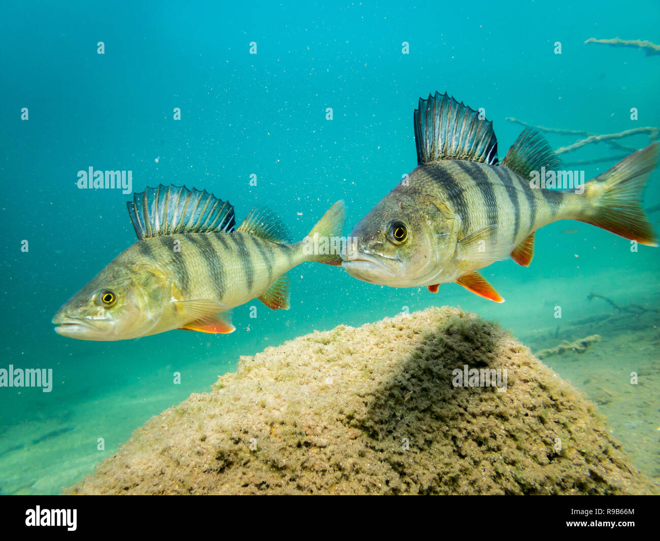 Perch fish underwater hi-res stock photography and images - Alamy