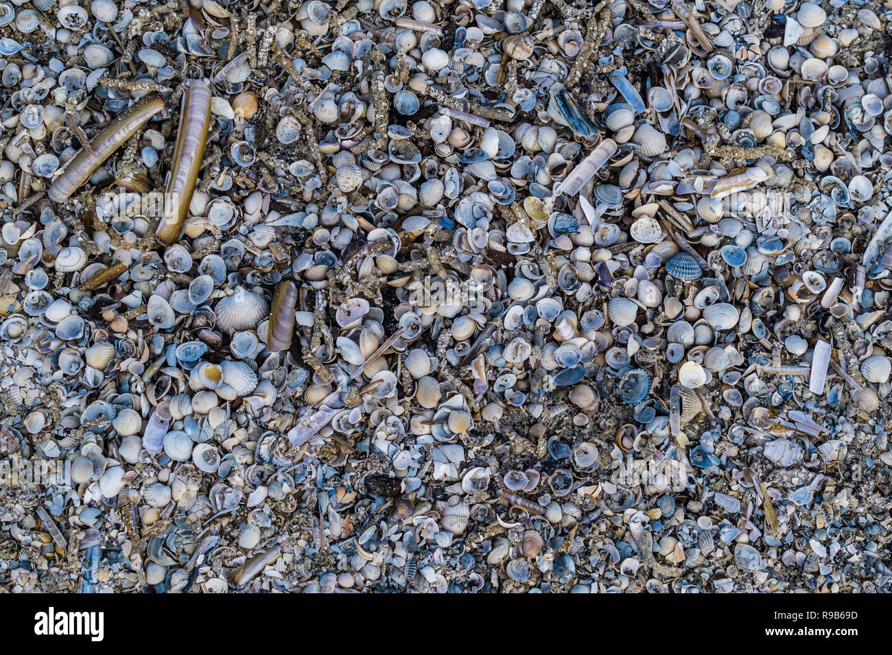 North Sea Shell Bank Stock Photo - Alamy