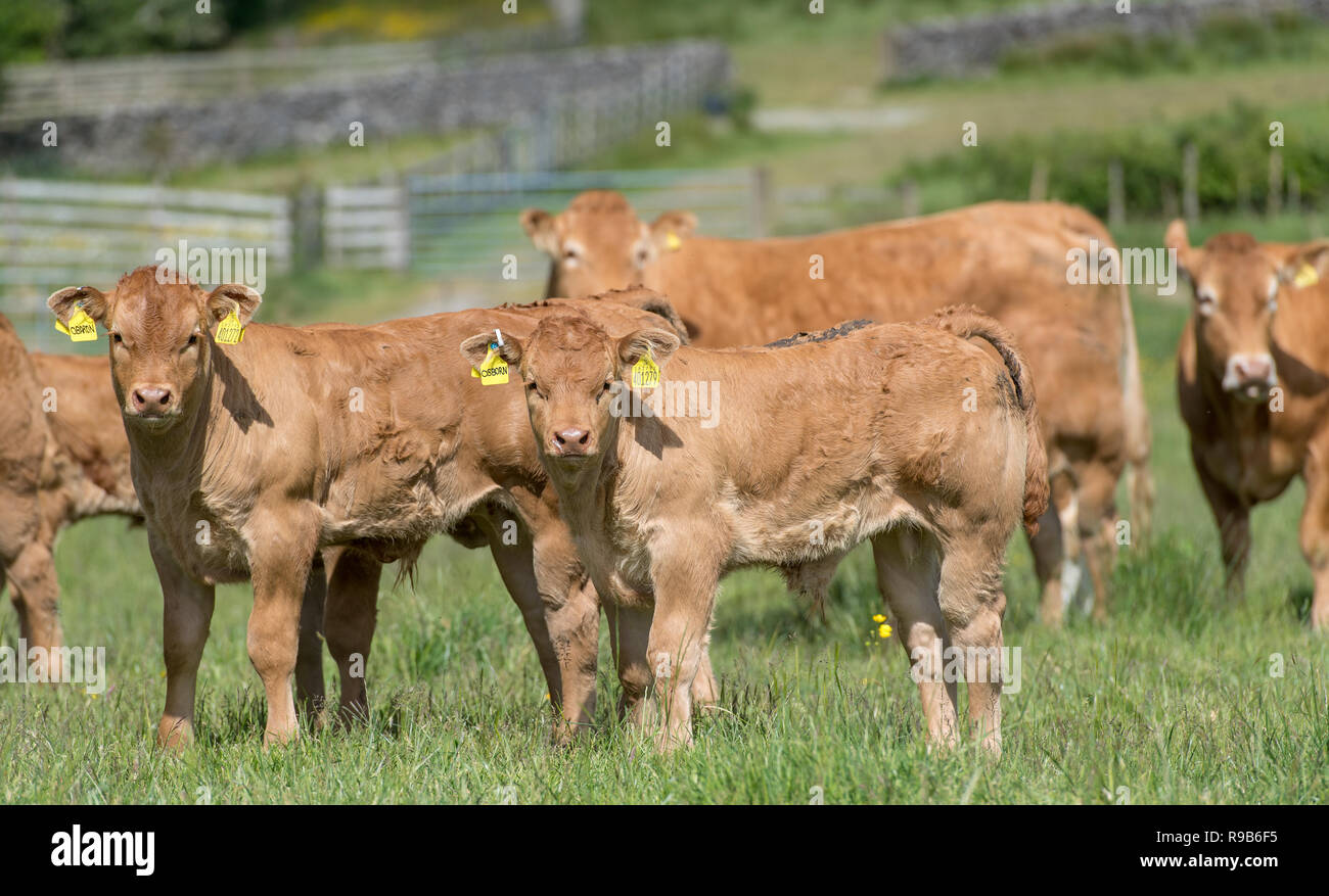 Limousin cows and calves in the Forest of Bowland, Lancashire, UK Stock ...