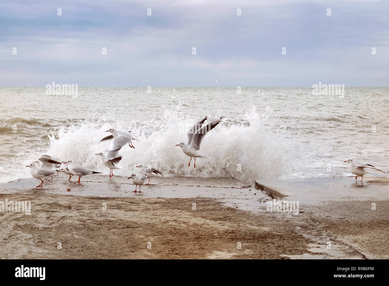 Seagulls were afraid of the waves hi-res stock photography and images ...