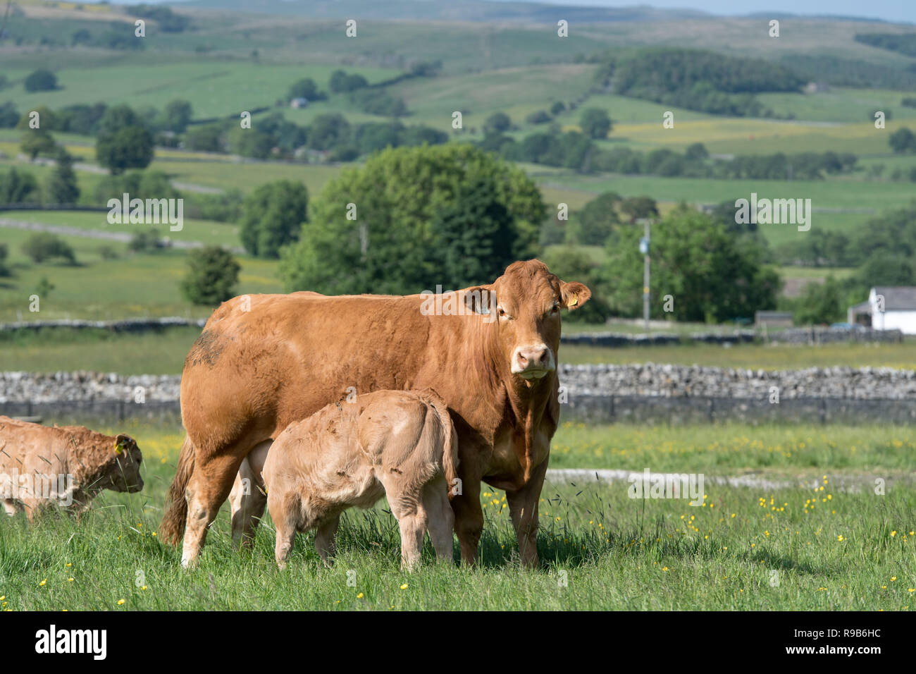 Cattle cows calves grazing hi-res stock photography and images - Alamy