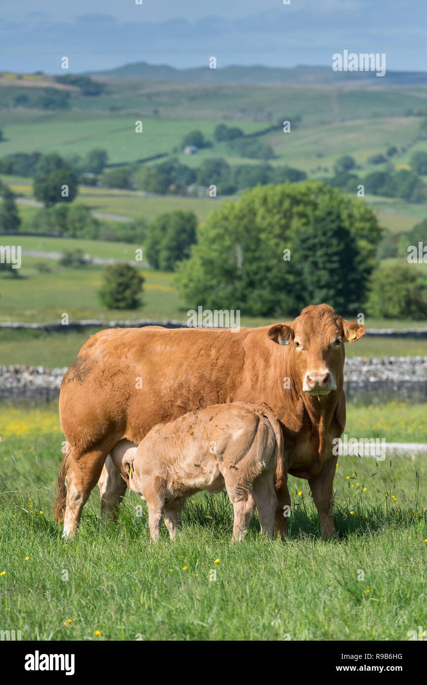 Cow cows cattle grazing livestock hi-res stock photography and images ...