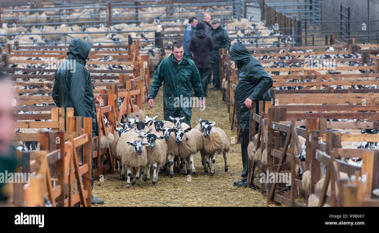 Farmers in the rain selling mule ewe lambs at Hawes Auction Mart ...