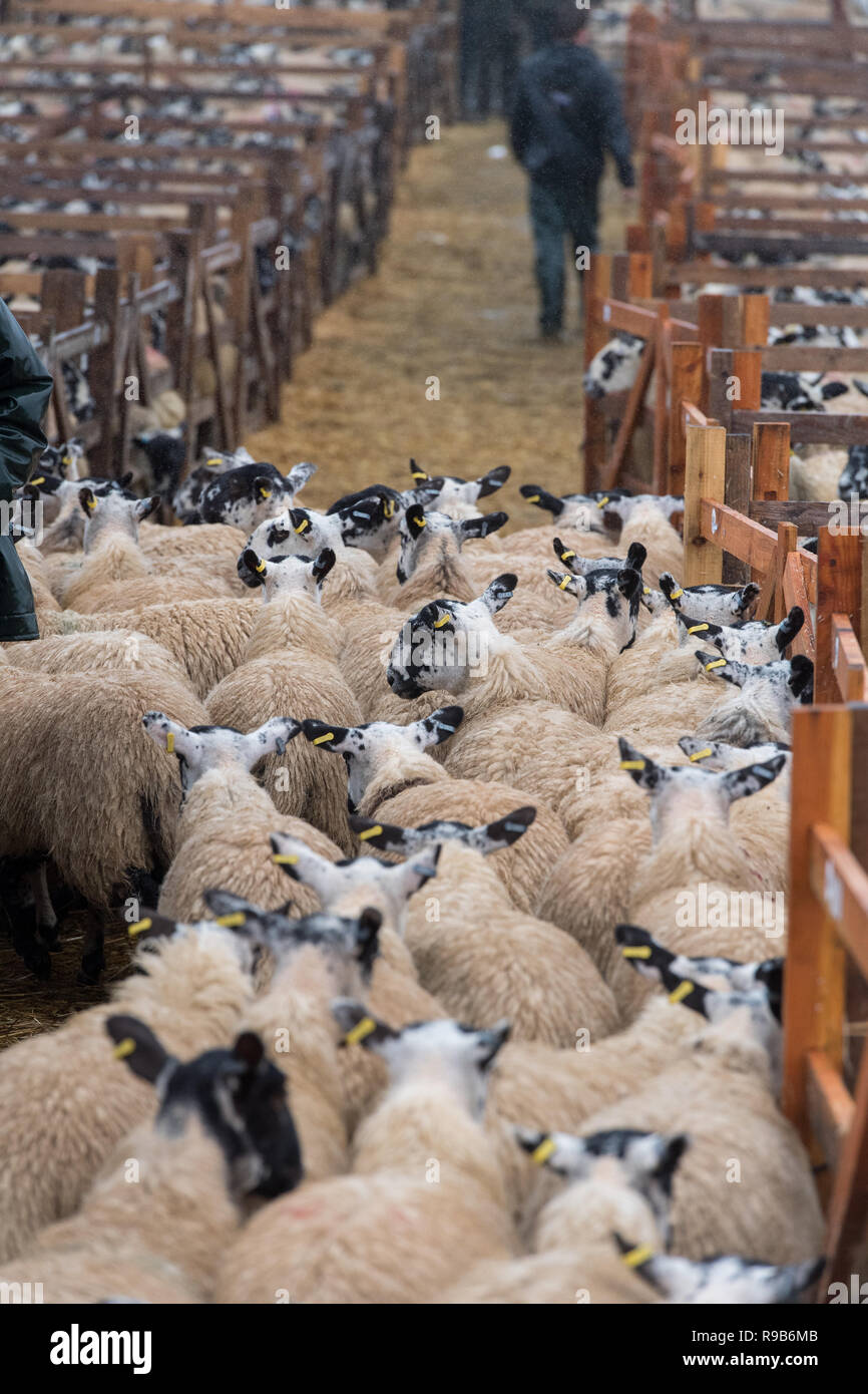 Farmers in the rain selling mule ewe lambs at Hawes Auction Mart ...