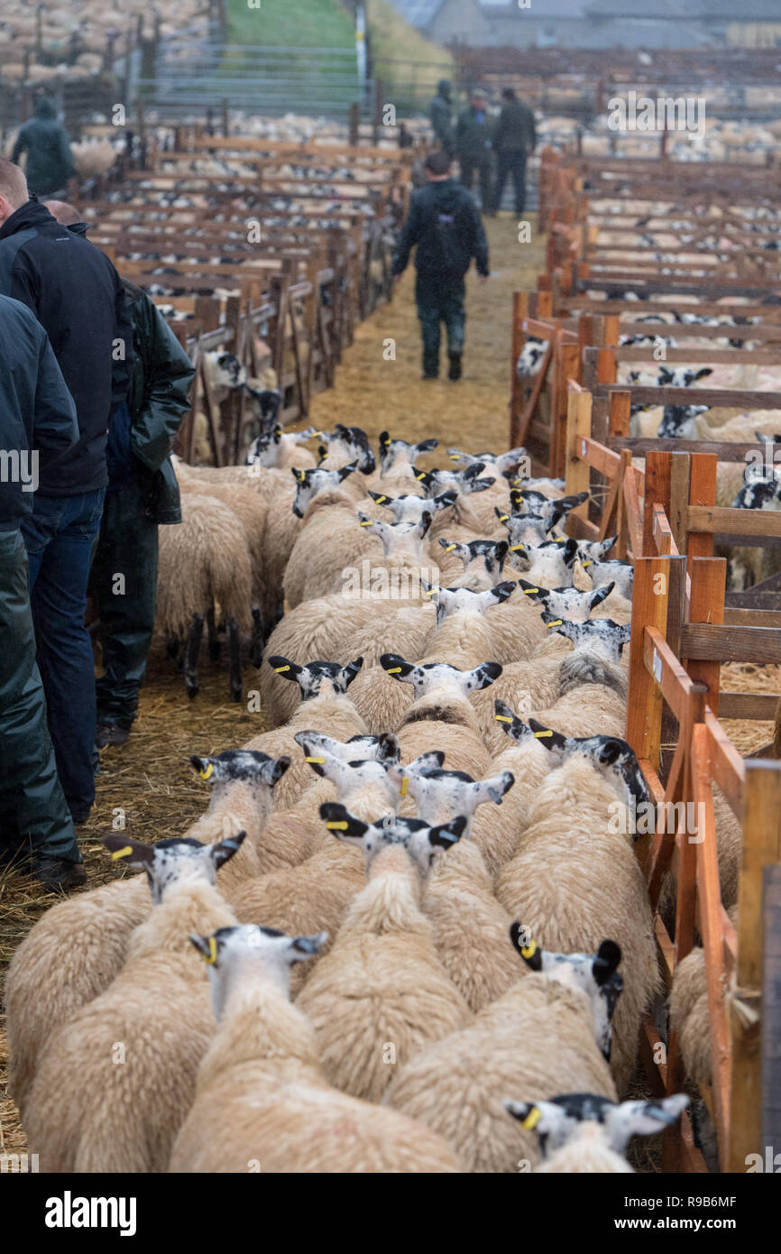 Farmers in the rain selling mule ewe lambs at Hawes Auction Mart ...
