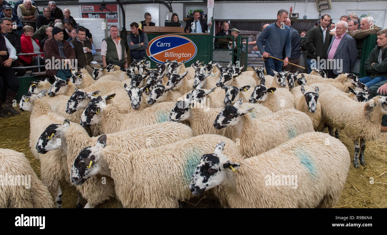 Farmers selling mule gimmer lambs at Hawes Auction mart at the autumn ...