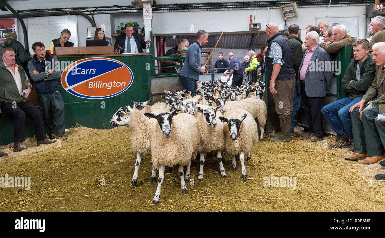 Farmers selling mule gimmer lambs at Hawes Auction mart at the autumn ...