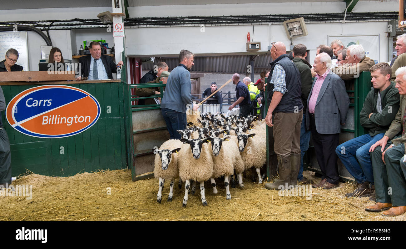 Farmers selling mule gimmer lambs at Hawes Auction mart at the autumn ...
