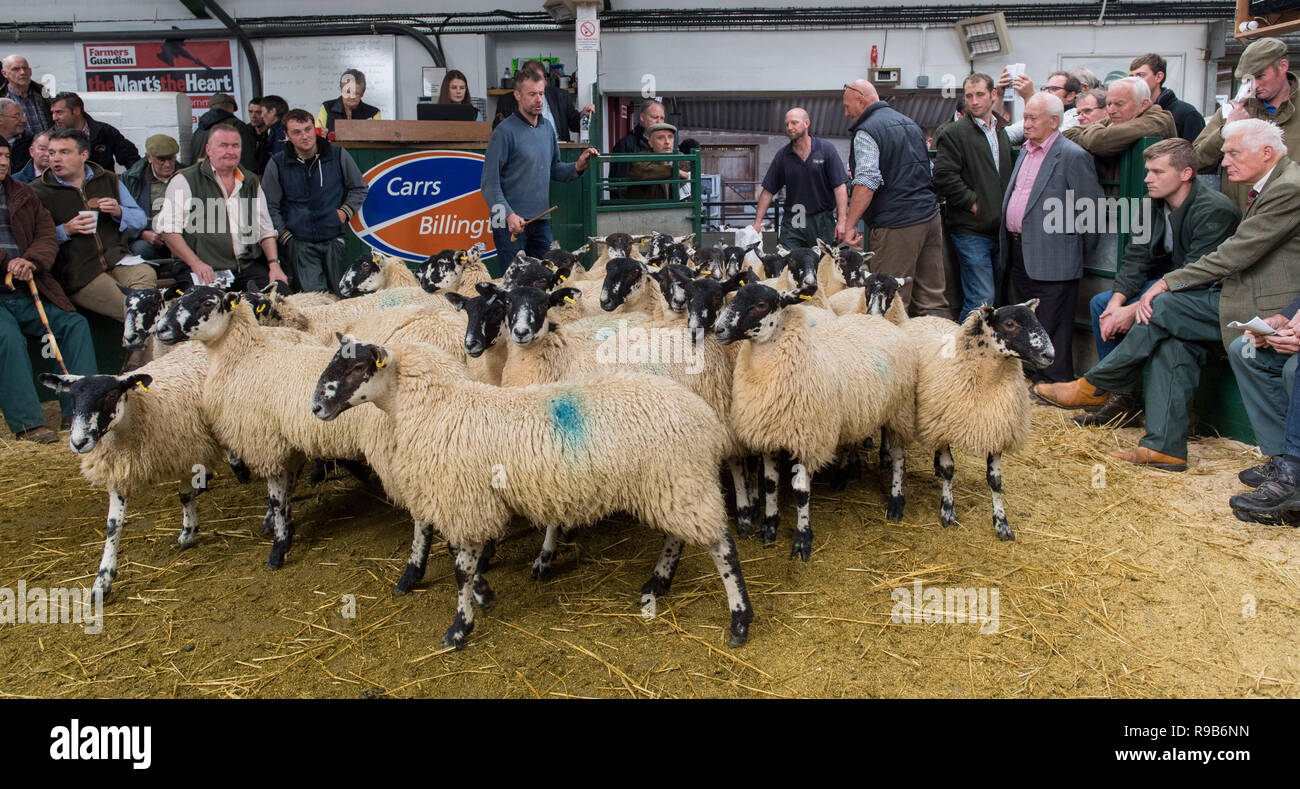 Farmers selling mule gimmer lambs at Hawes Auction mart at the autumn ...