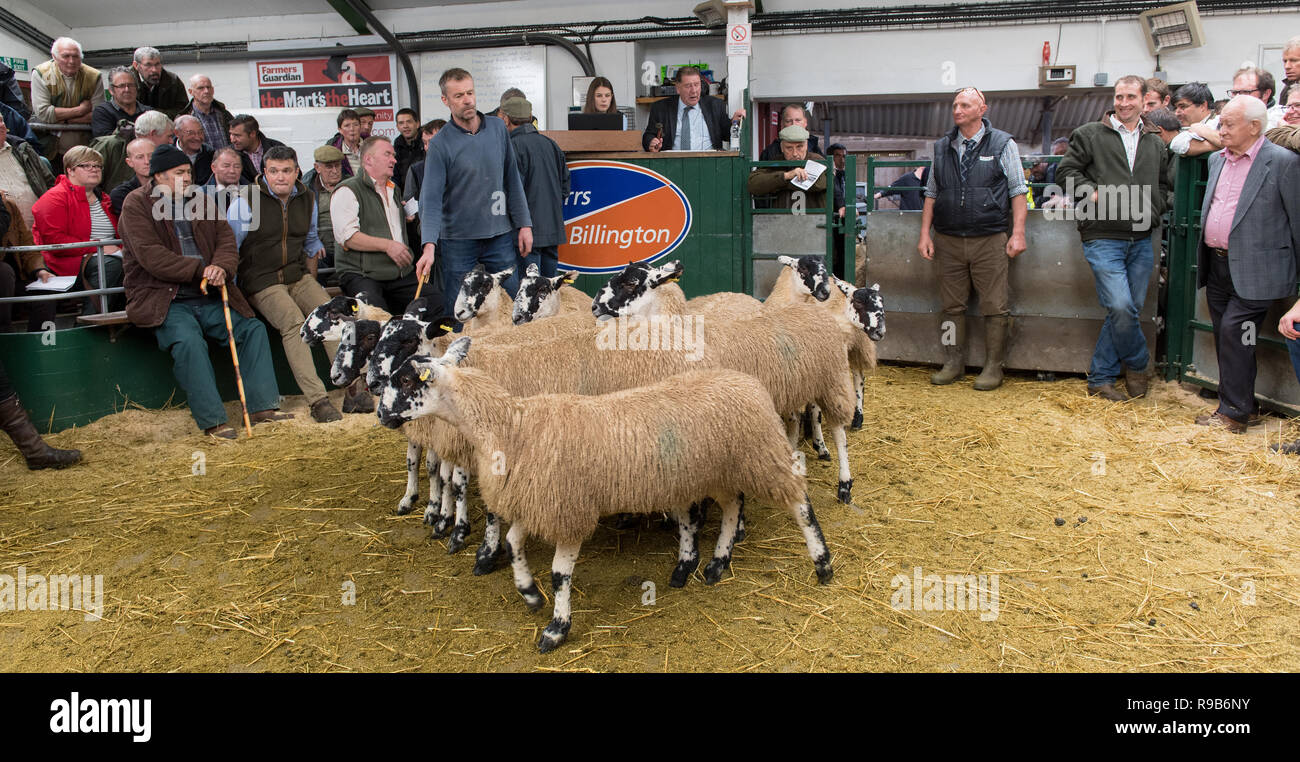 Farmers selling mule gimmer lambs at Hawes Auction mart at the autumn ...