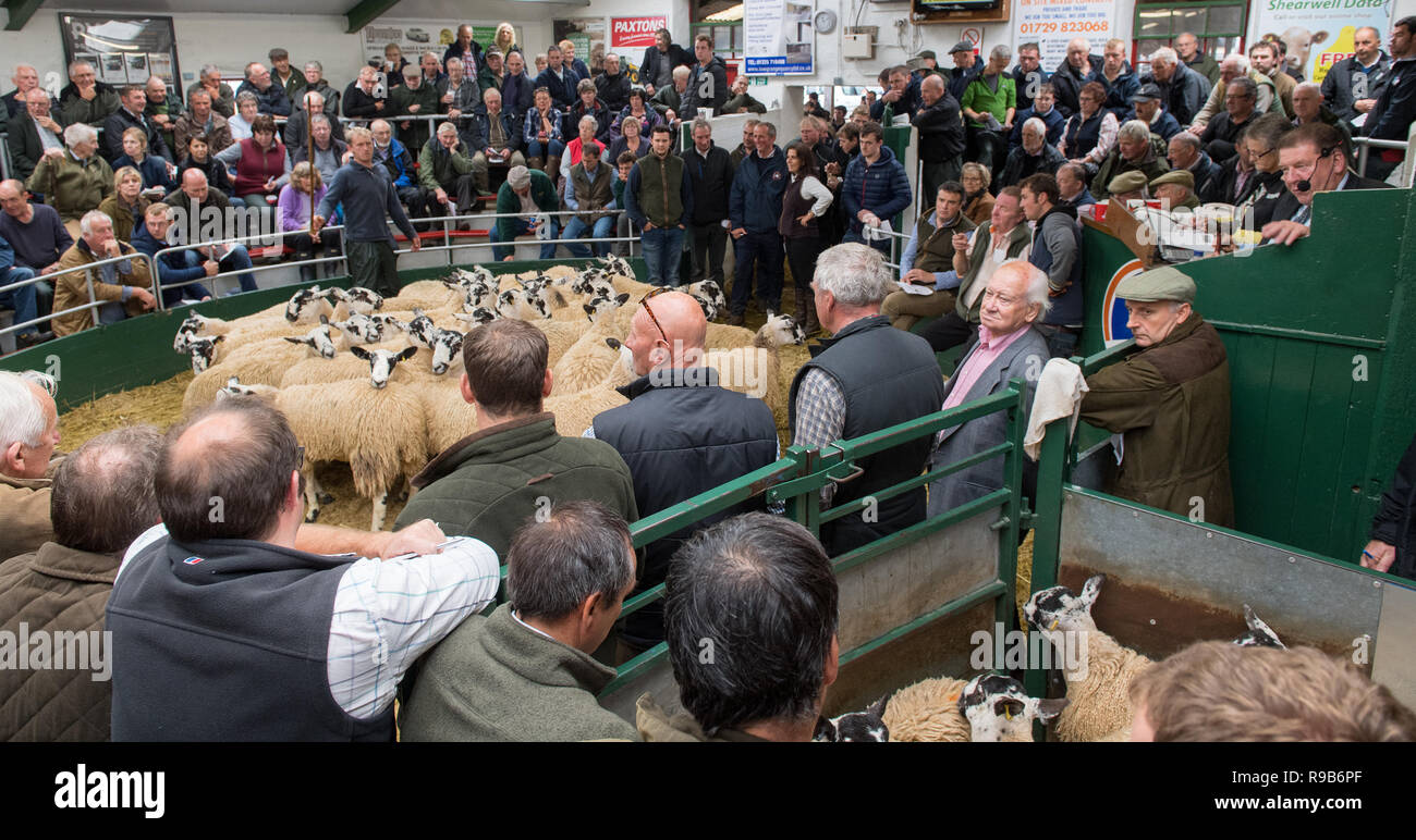 Farmers selling mule gimmer lambs at Hawes Auction mart at the autumn ...