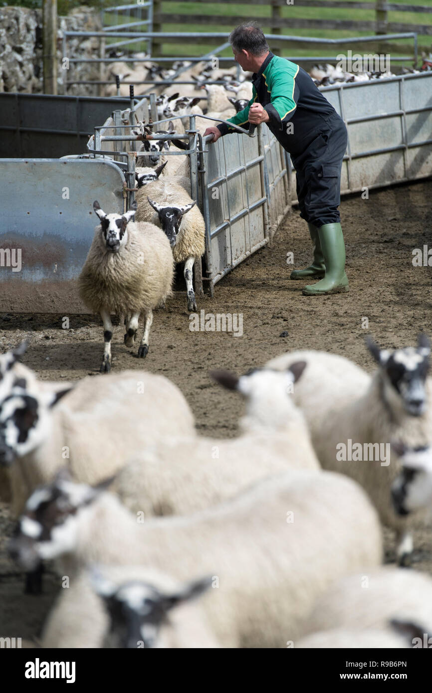 Shedding race hi-res stock photography and images - Alamy