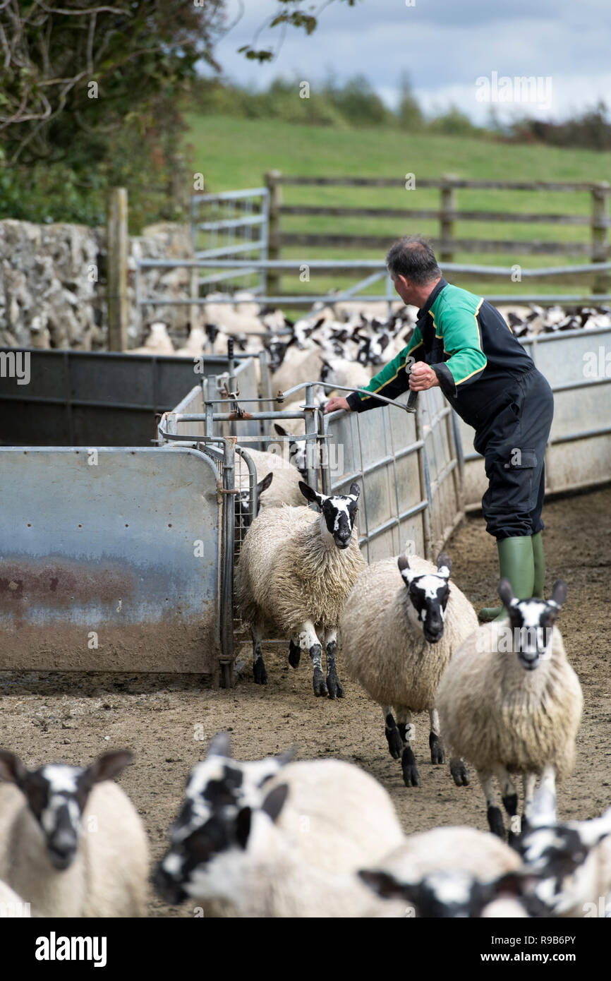 Lambs in sheepfold hi-res stock photography and images - Alamy