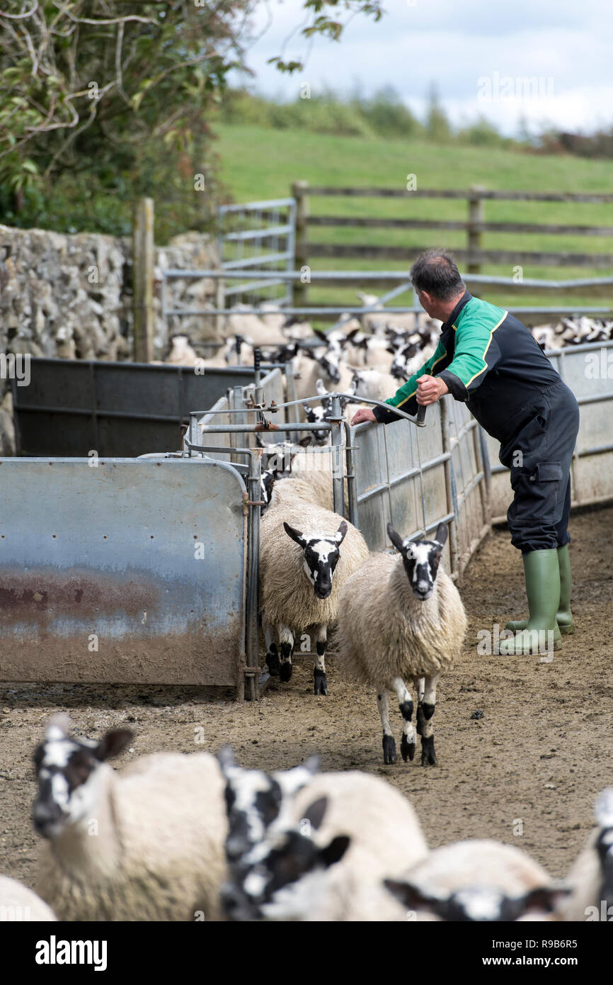 Sheep sorting hi-res stock photography and images - Alamy