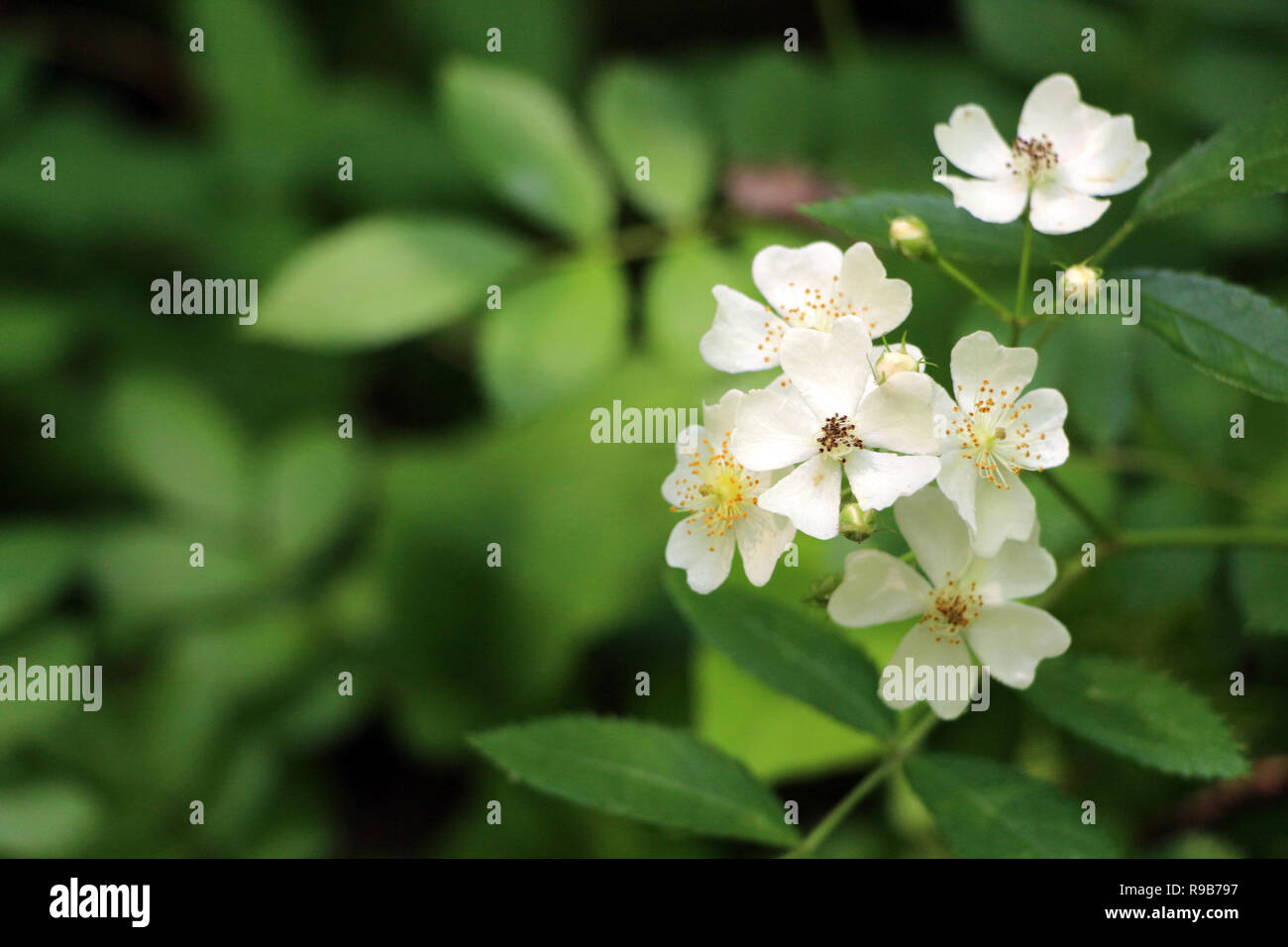 Small white wildflowers hi-res stock photography and images - Alamy
