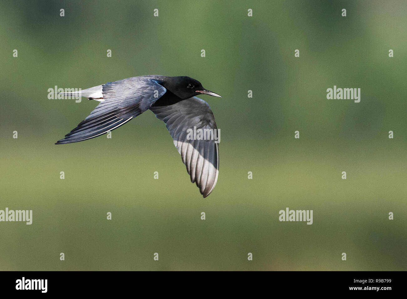 Black tern flight over Tiny Marsh Provincial Wildlife Area, in Ontario ...