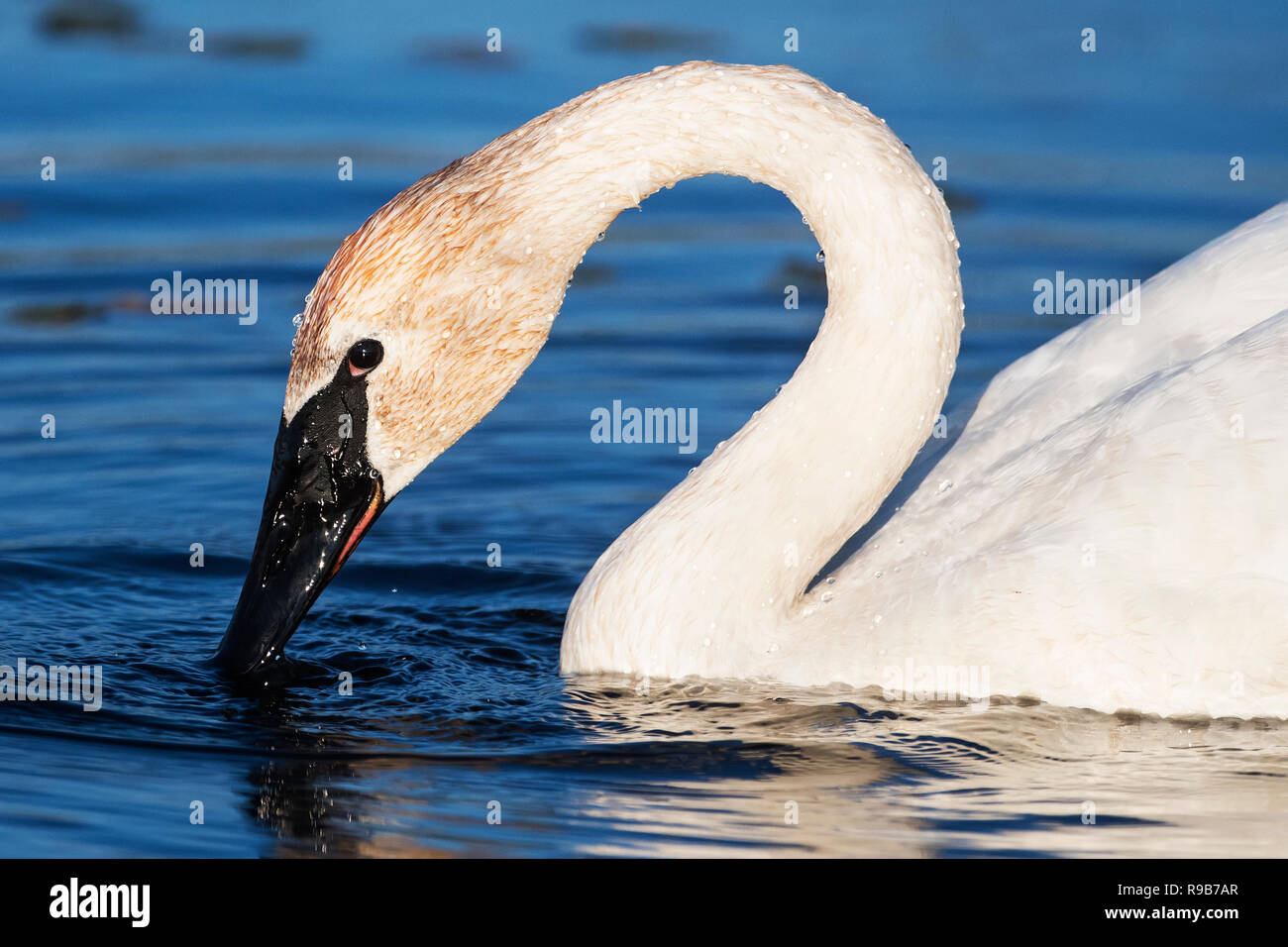 Canada swan hi-res stock photography and images - Alamy