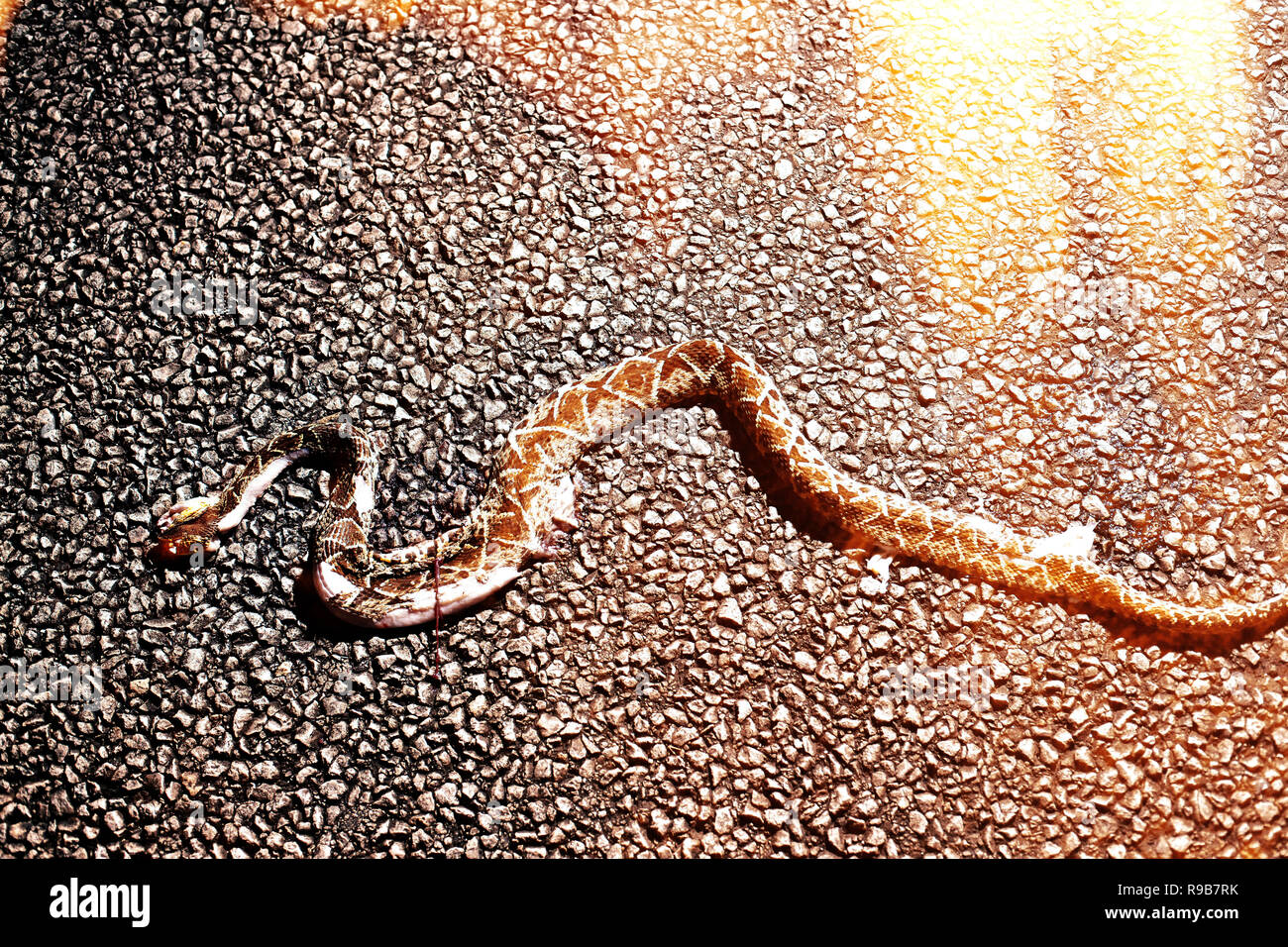 BELIZE, Punta Gorda, Toledo, a Fer-de-Lance snake in the road near ...