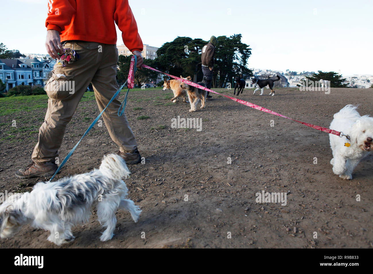 Dog walker san francisco hi-res stock photography and images - Alamy