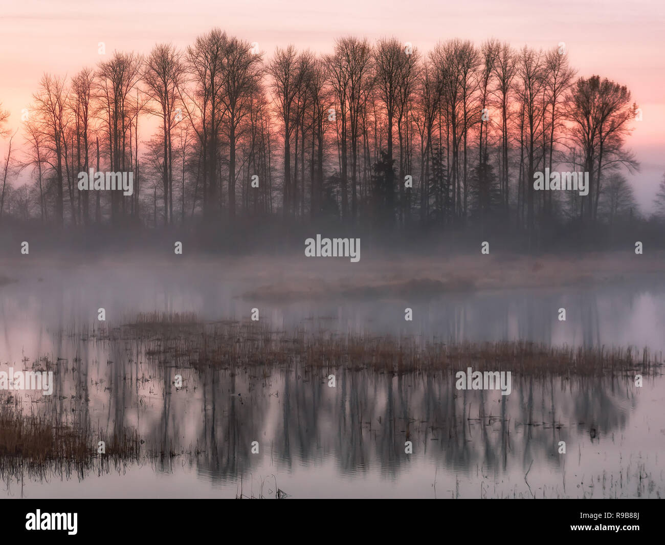 The sun rising behind some trees over the foggy marsh Stock Photo - Alamy