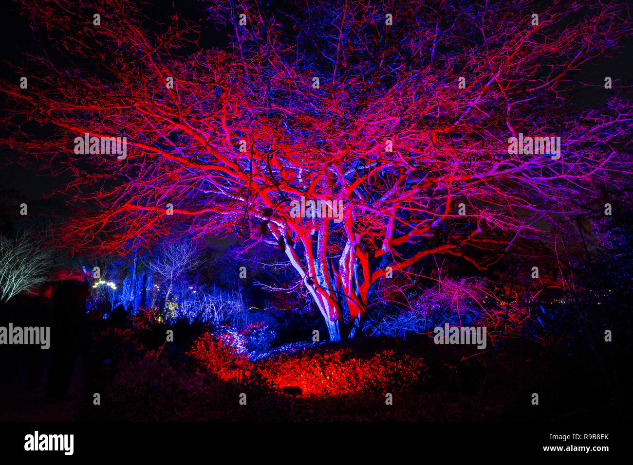 Glow 2018 at RHS Garden Wisley, Christmas Lighting Event at RHS Wisley ...